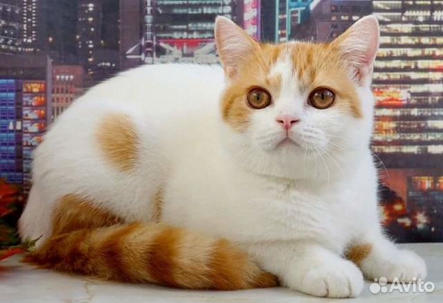 Котик окраса красный арлекин