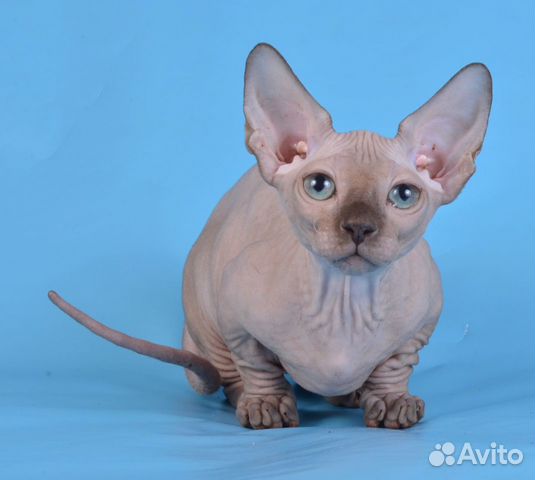 Красавица бамбинка