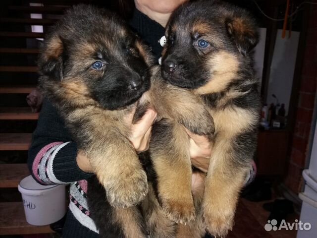 Щенки немецкой овчарки