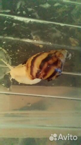 Улитки Альбино