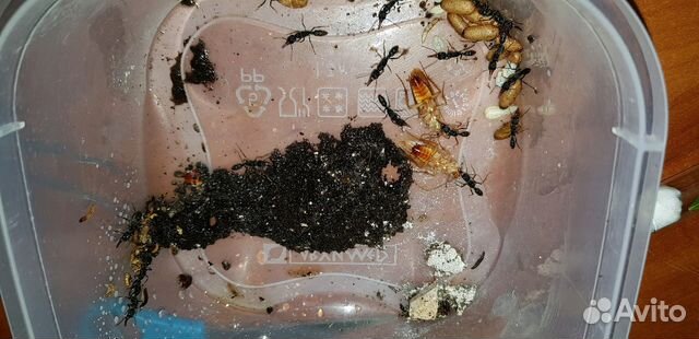 Harpegnathos venator