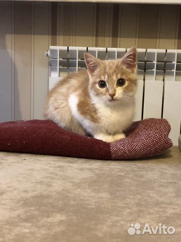 Котёнок в добрые руки