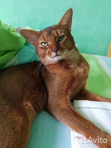 Вязка с абиссинским котом