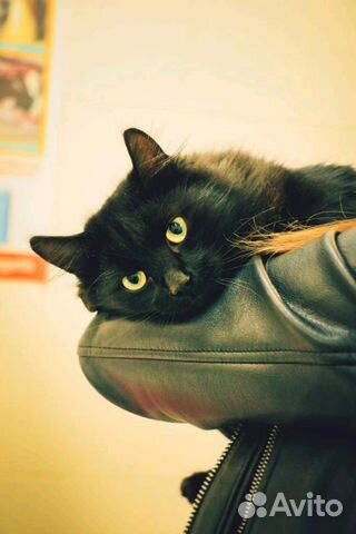 Котик по кличке Беззубик ищет дом