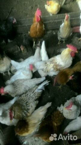 Курица несушка Петухи молодые