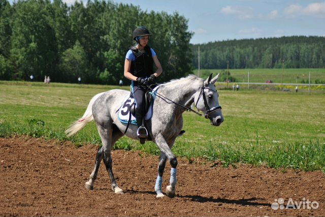 Орловская рысачка кровленная чк
