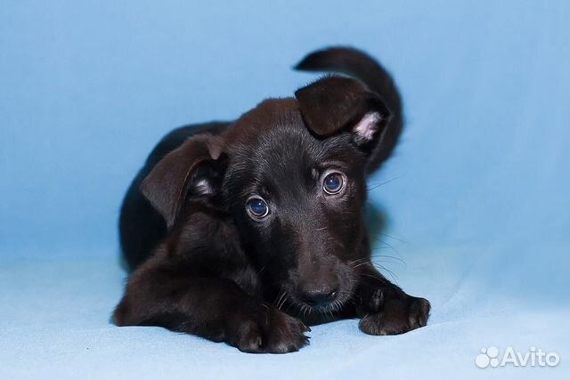 Щенок Блэк в добрые руки