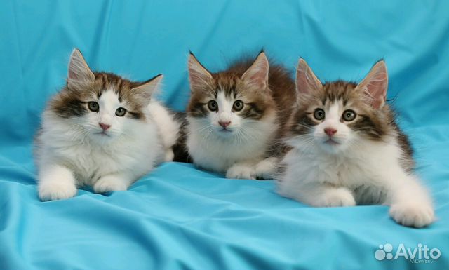 Настоящие норвежские лесные котята