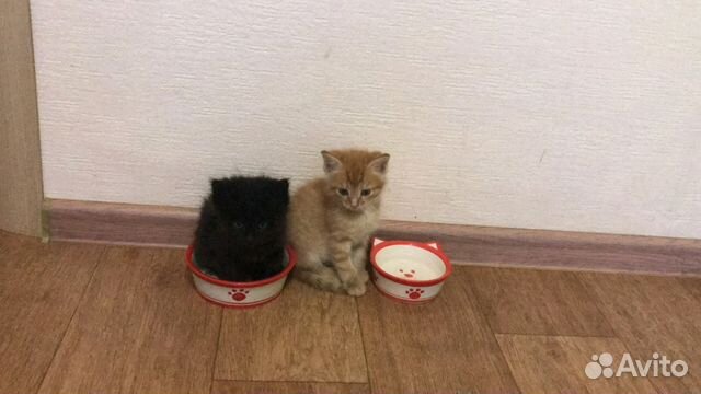 Чудесные котятки в добрые руки