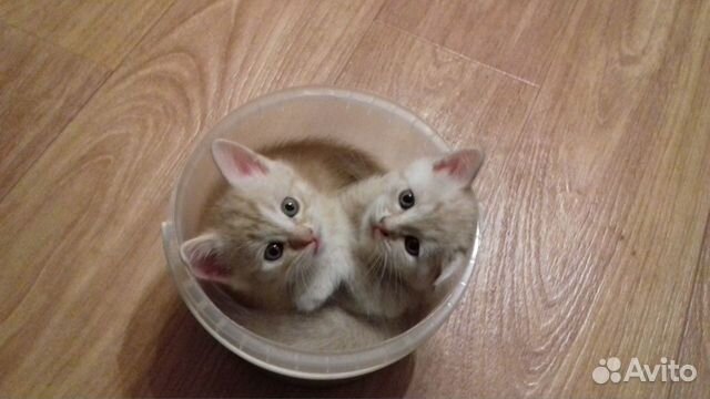 Три братика - акробатика