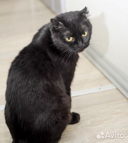 Кассандра полувислоушка