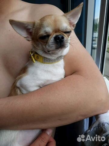 Шикарный мачо на вязку