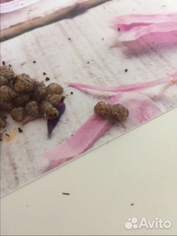 Улитята ахатин