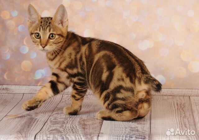 Бандитский кот