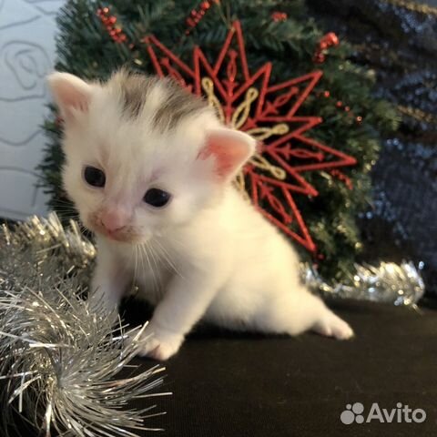 Котёнок (Метис турецкой ангоры)