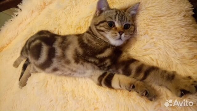 Вязка британского кота