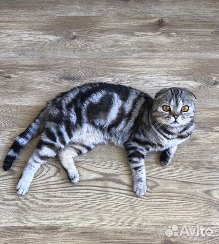 Отдадим ласкового котика в добрые руки