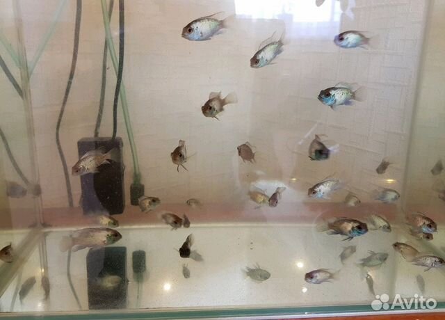 Мальки Нанакары