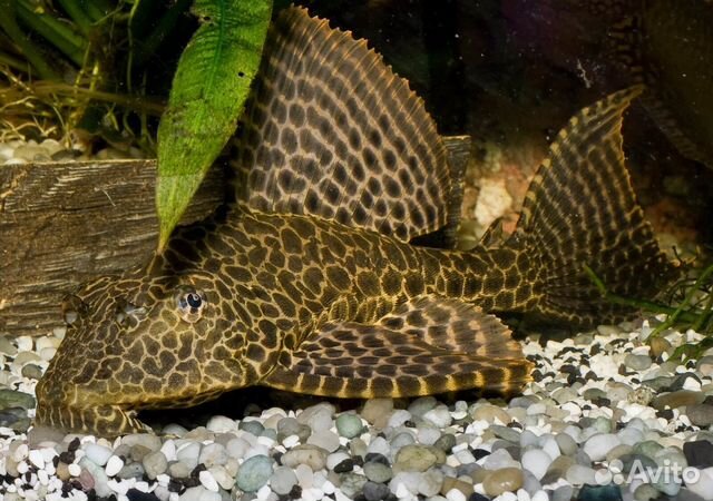 Продам сома