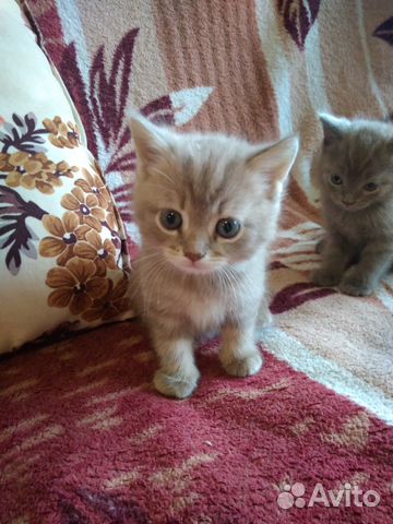 Очаровательные пушистики