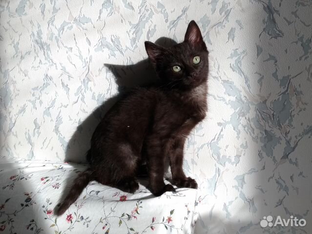 Котенок Пряник 3 месяца в добрые руки