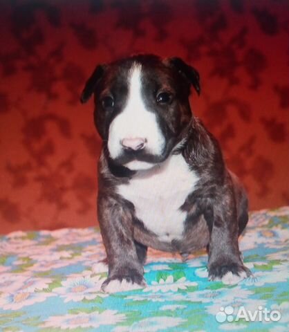 Продаю щенков бультерьера