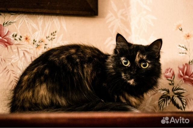 Отдам в хорошие руки 2х кошек