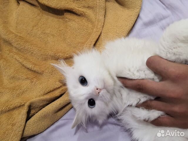 Отдам кошку