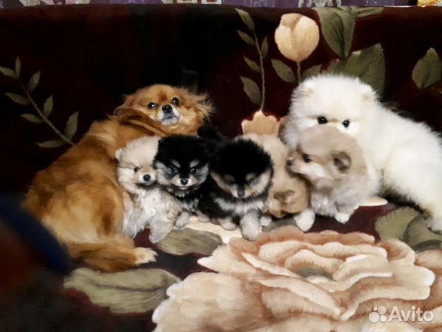 Продается шпици