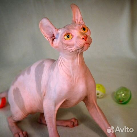 Котята эльфы