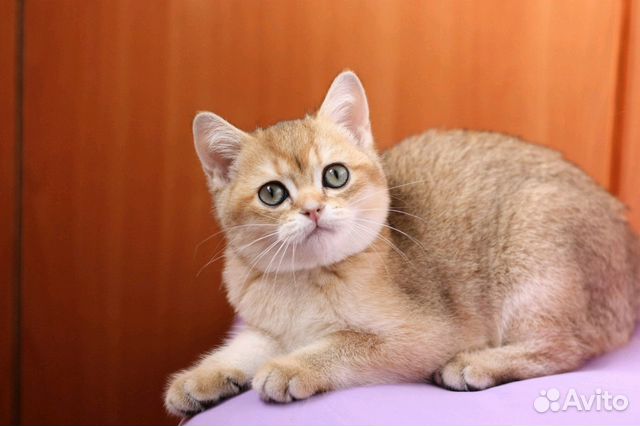 Золотая плюшечка