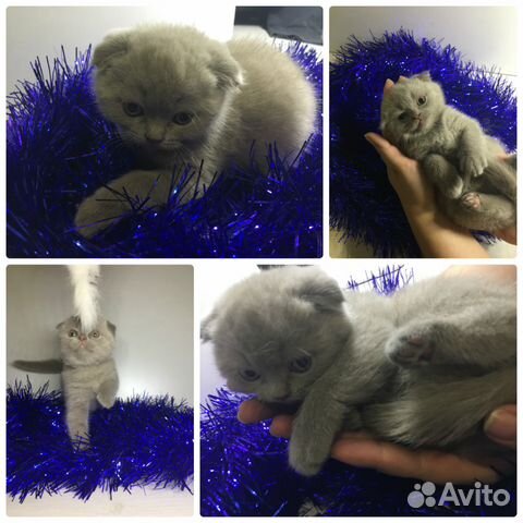 Лиловые шотландцы