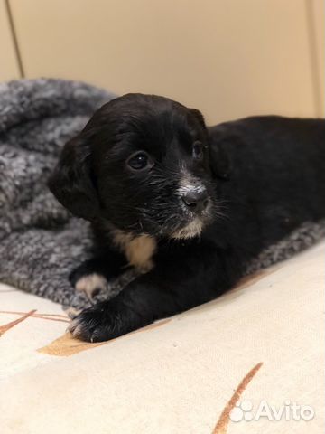 Щенки 1/2 спаниель