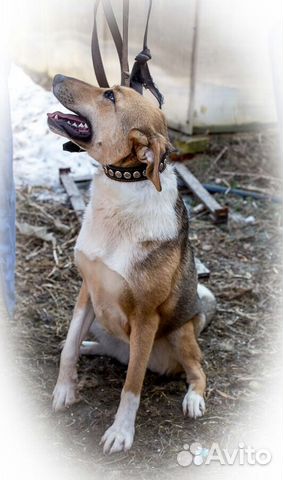 Метис русской гончей 1,5 года стерилизована