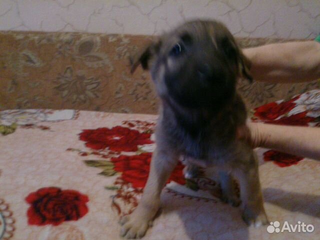 Отдадим в добрые руки