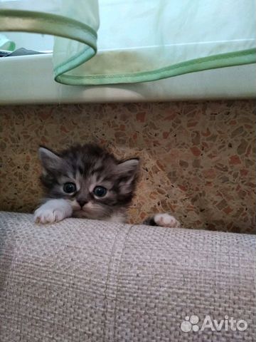 Котята метисы британцев