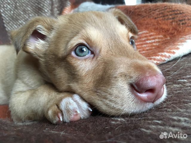 Малыш Тедди, 2 месяца