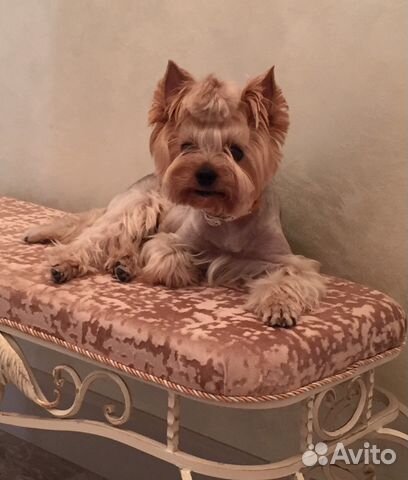 Йоркширский терьер стандарт ищет девочку для вязки