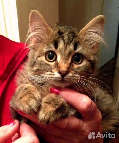 Котенок - рысенок)