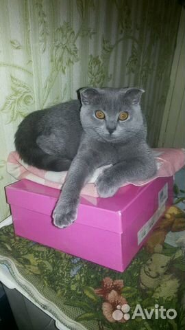 Одам кошечку