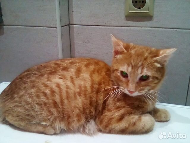 Рыжий полосатый Котенок мальчик в дар