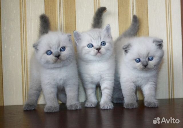 Продаю котят блю поинт