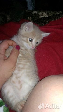 Отдадим катят в добрые руки