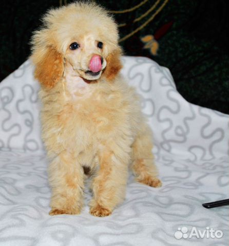 Той-пудель, мальчик абрикосик, документы РКФ