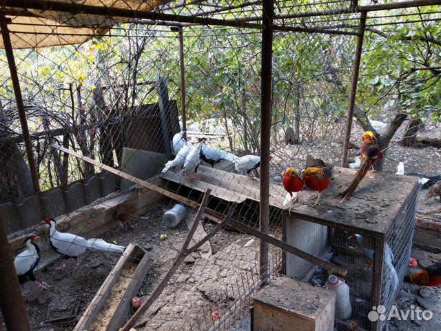 Продаю декоративную птицу