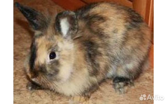 Кролик красавец Добрый и ласковый, ручной
