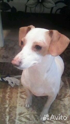 Смесь Карликовый пинчер, Той терьер