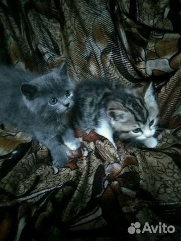 Отдам котят полуперсов