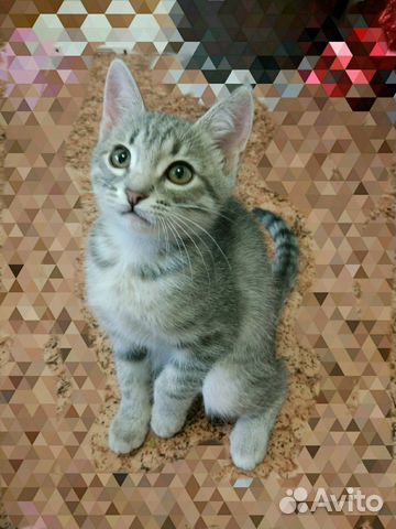 Милый котёнок