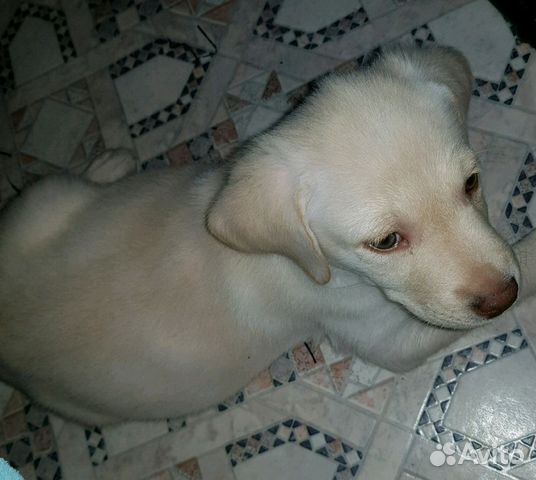 Лабрадор 2 мес